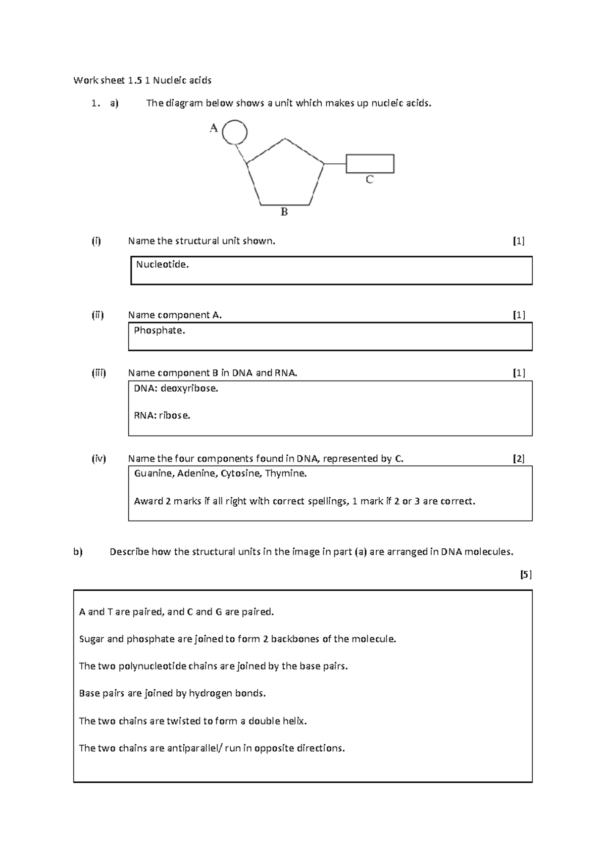 Nucleic Acids - NUCLEIC ACID WORKSHEET 1.5 - Studocu