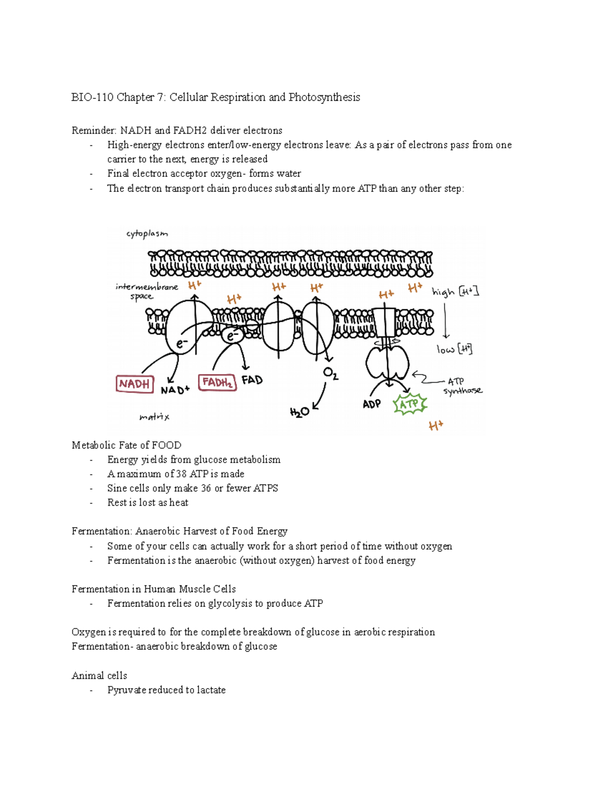BIO 110 Lecture Notes: Cellular Respiration, Mitosis & Meiosis Overview ...