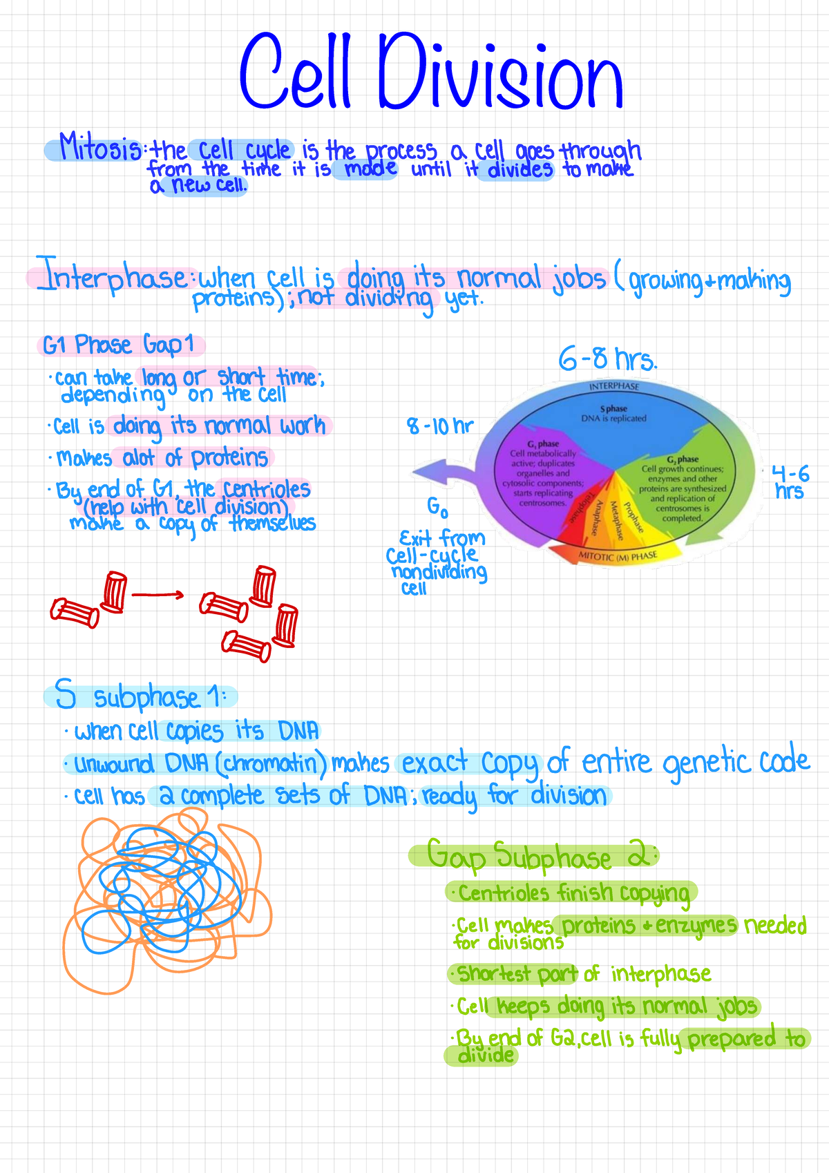 Cell Division: Mitosis and the Cell Cycle Overview - Studocu