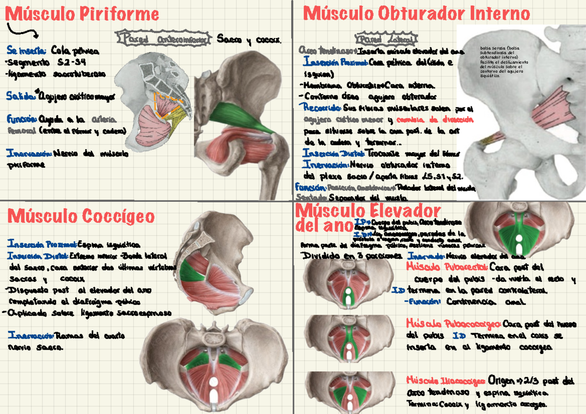 Pelvis anatomía - Músculo Piriforme Músculo Obturador Interno bolsa ...