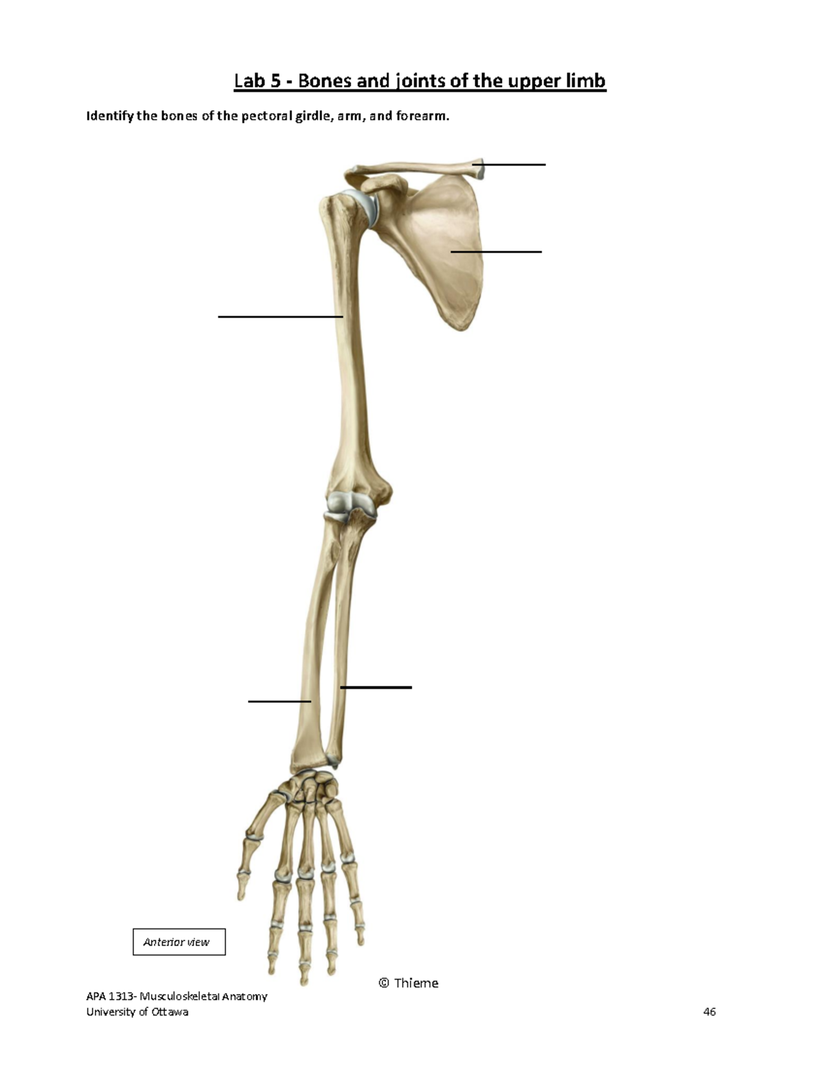 Lab 5 - Bones and Joints of the Upper Limb: Identification Guide - Studocu