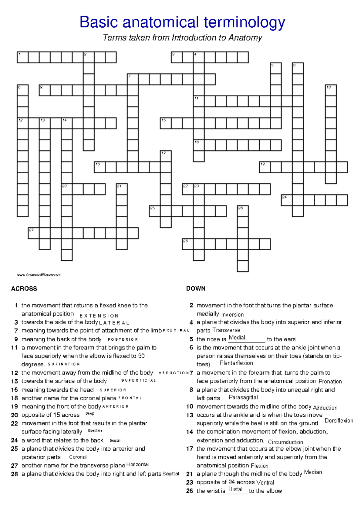 Basic anatomical terminology puzzle with solution - Basic anatomical ...