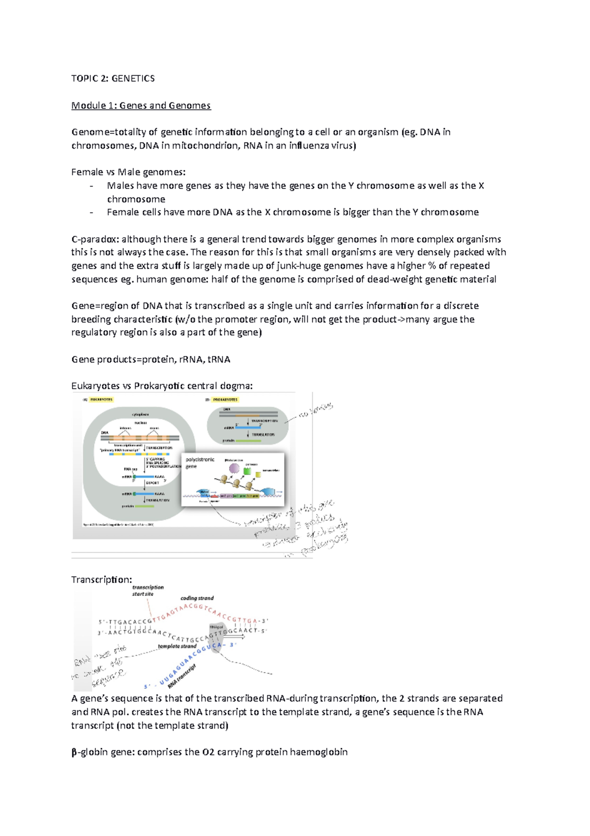 Topic 2 Notes - TOPIC 2: GENETICS Module 1: Genes and Genomes Genome ...