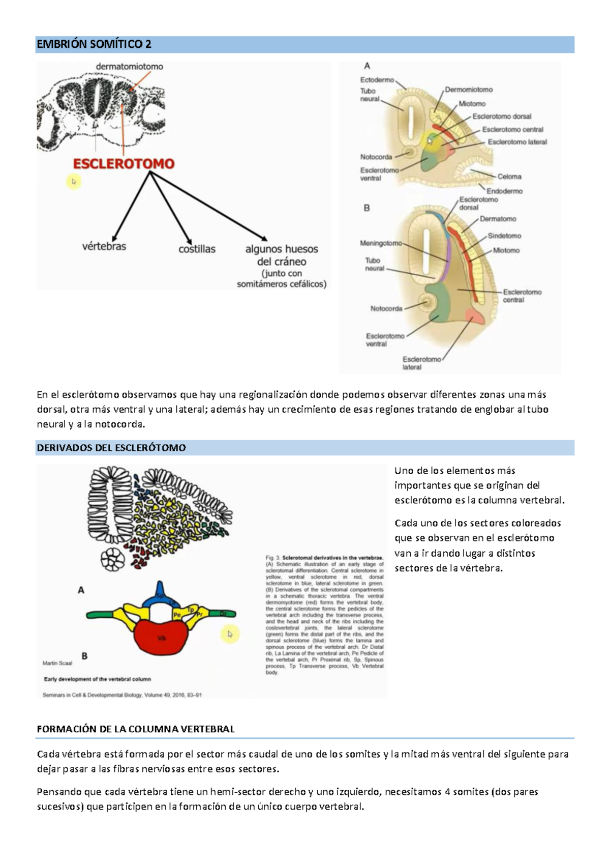 Embrión Somítico 2: Desarrollo y Funciones del Esclerótomo y Miotomo ...