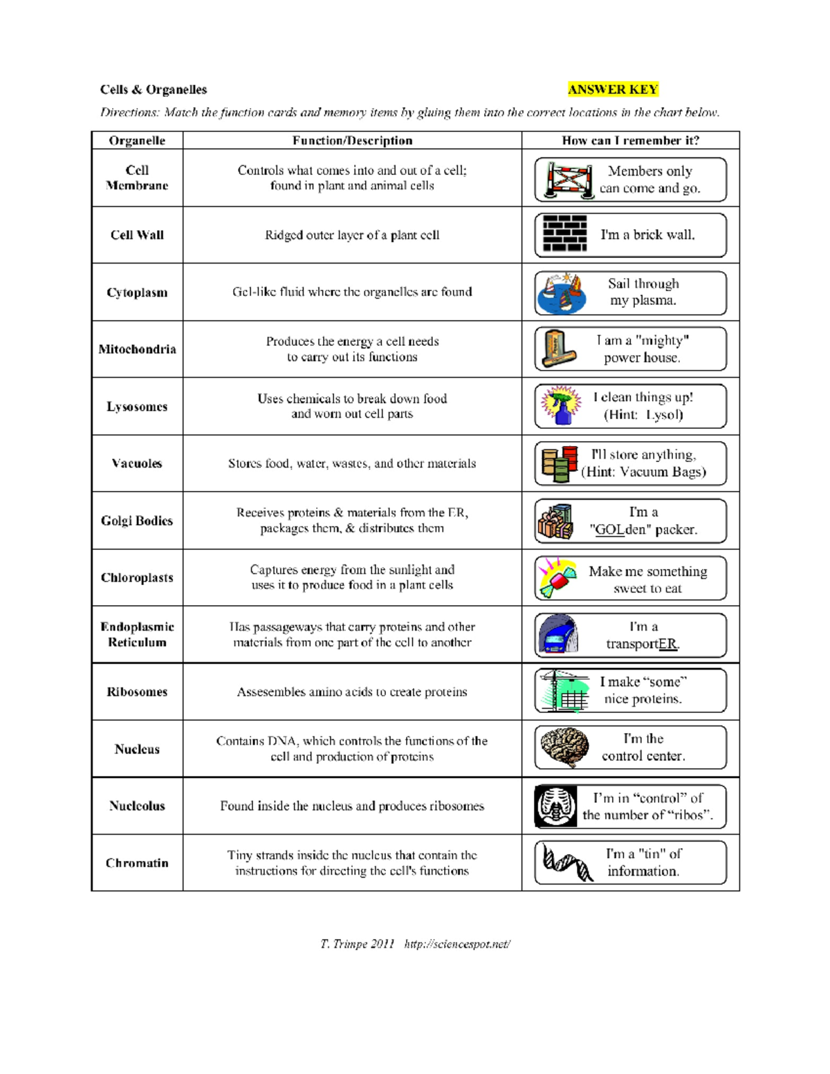 Cell Organelle Matching ANSWER KEY (Cells 101) - Studocu