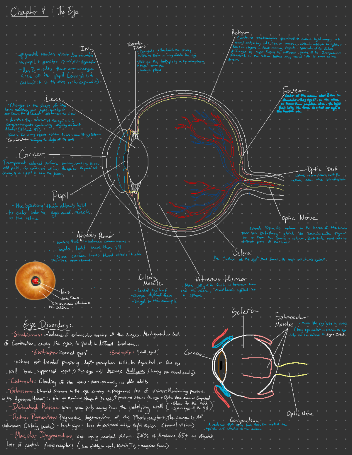 Lecture Notes: Chapter 9 - The Eye and Its Functions - Studocu