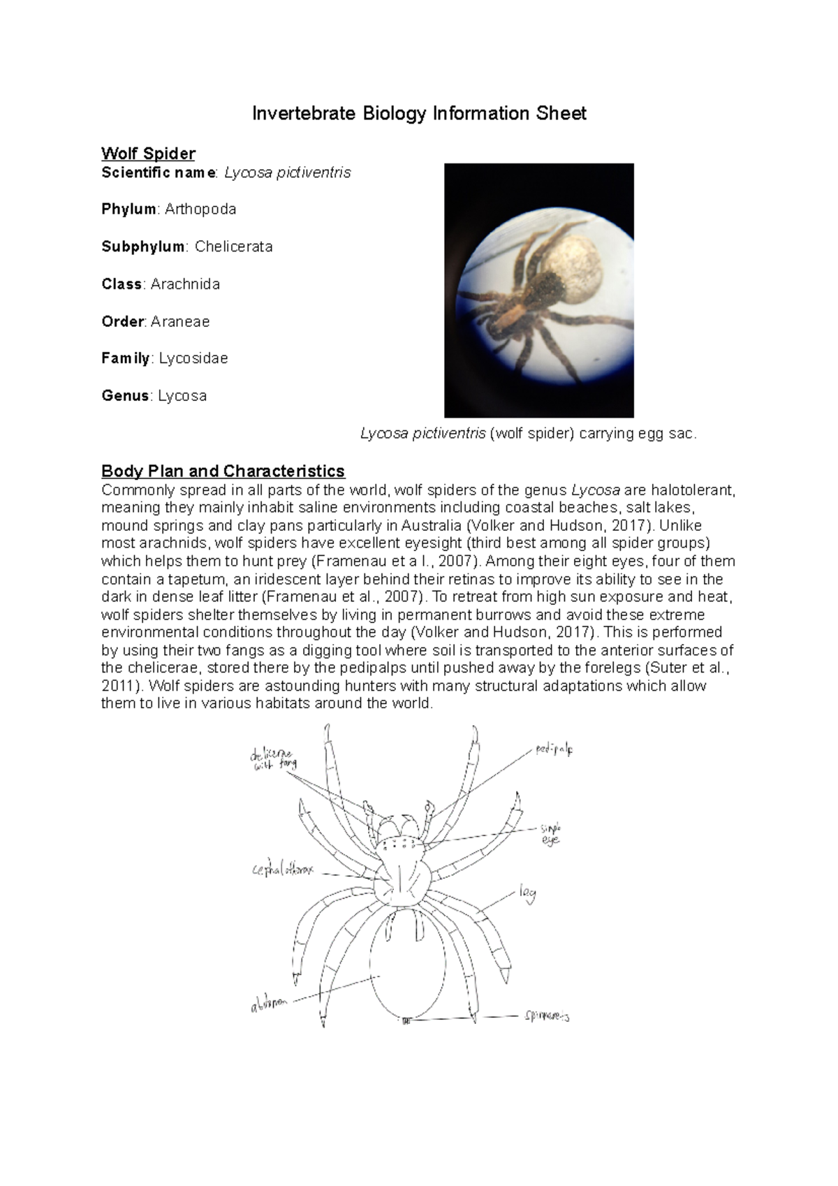 Invertebrate Biology Report - Invertebrate Biology Information Sheet ...