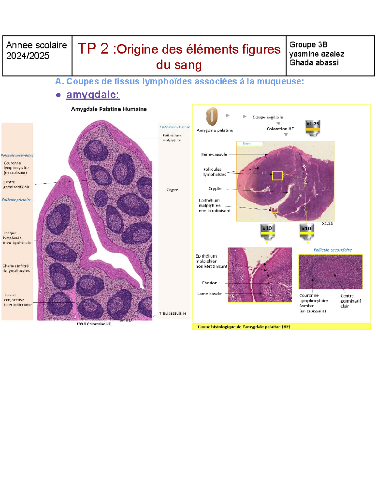 3B TP 2 : Origine des éléments figures et structures des organes ...