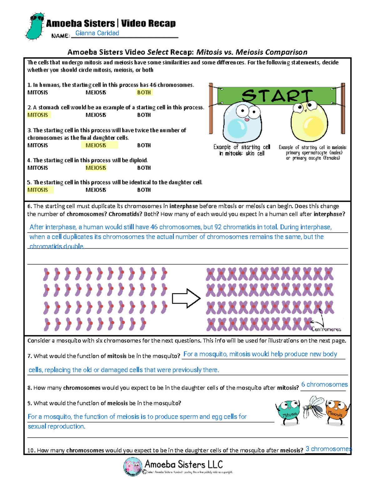 Meiosis Vs Mitosis Worksheet