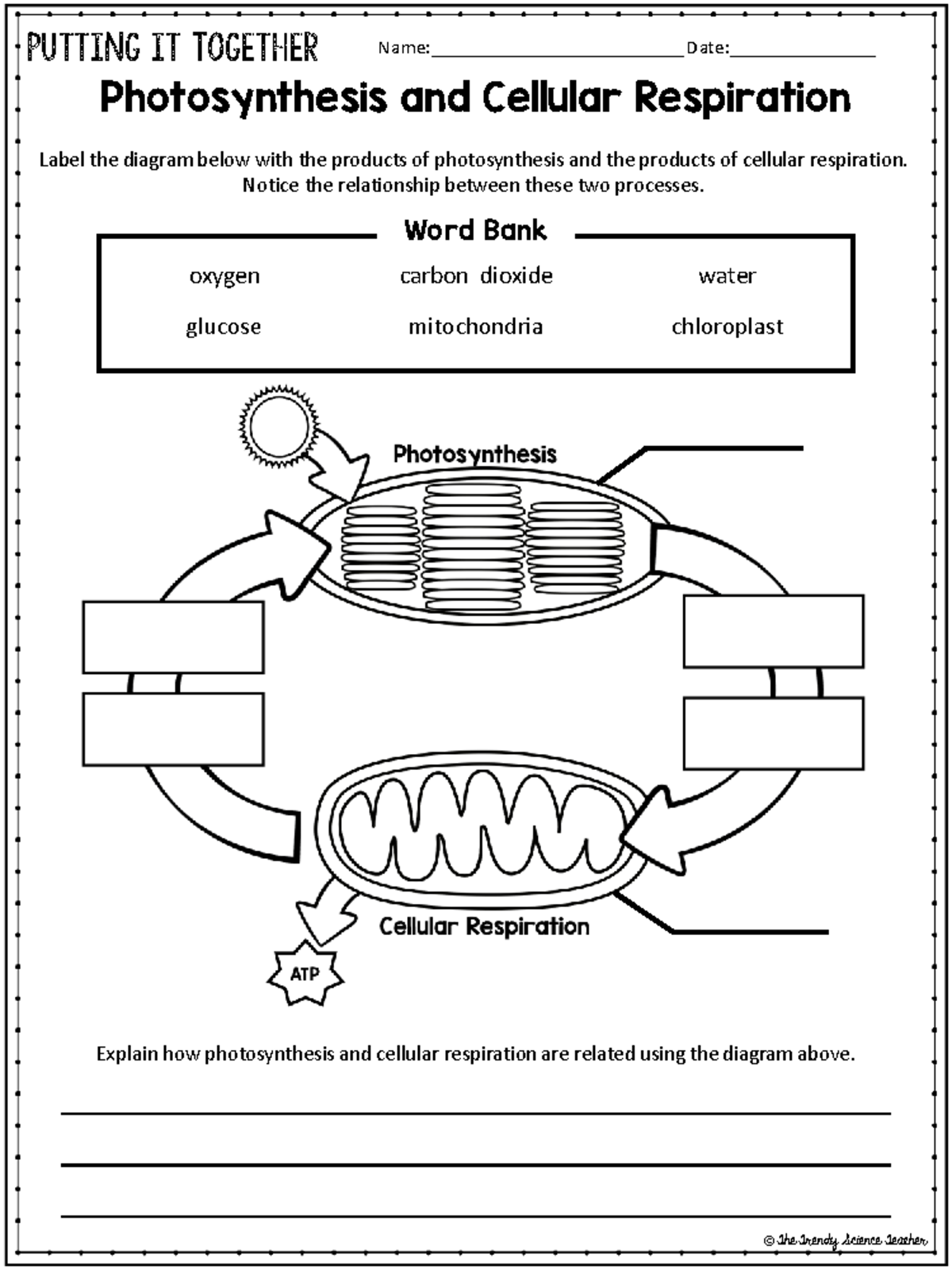 Photosynthesis & Cellular Respiration: Diagram Analysis (Bio 101) - Studocu