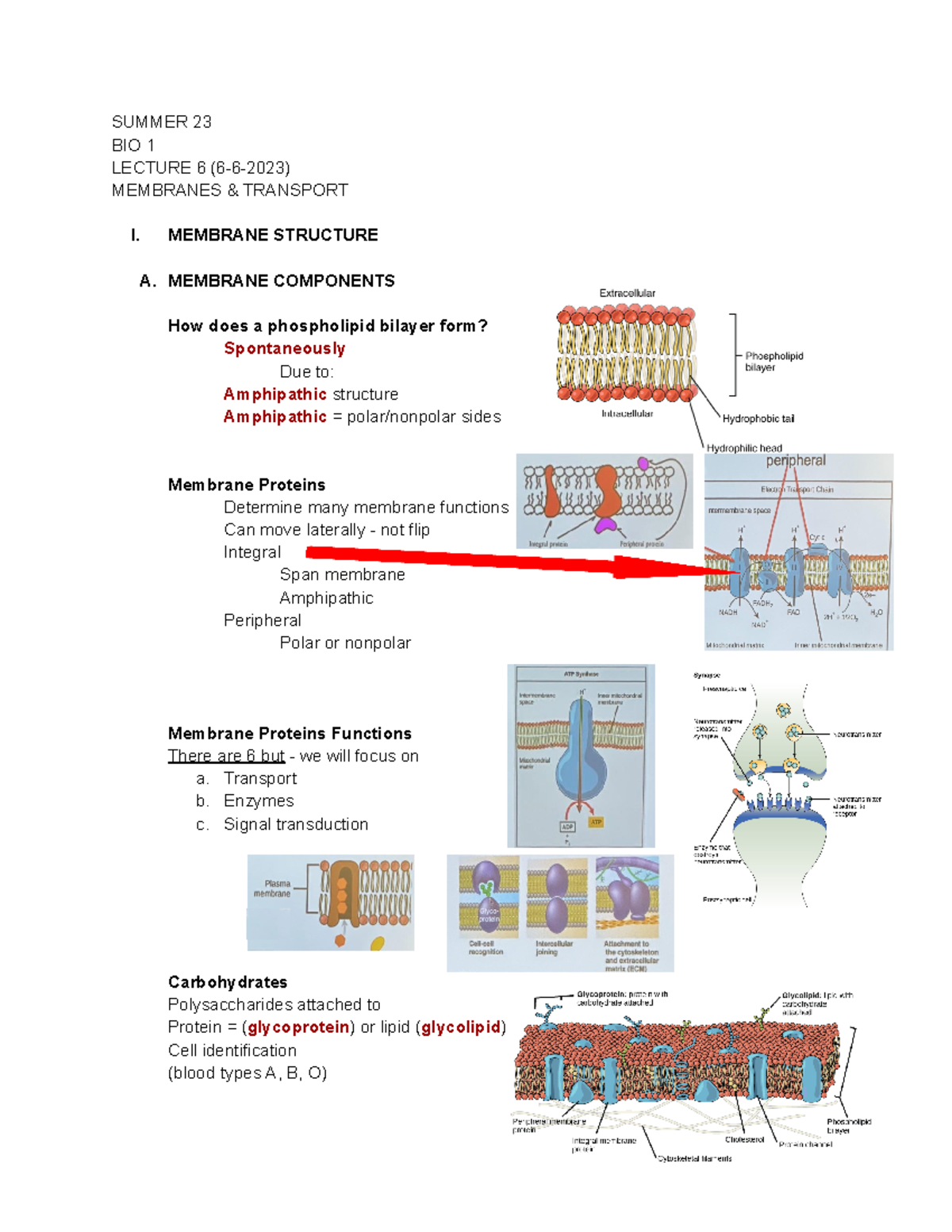 BIO 1 Lecture 6 - Membranes & Transport - SUMMER 23 BIO 1 LECTURE 6 (6 ...