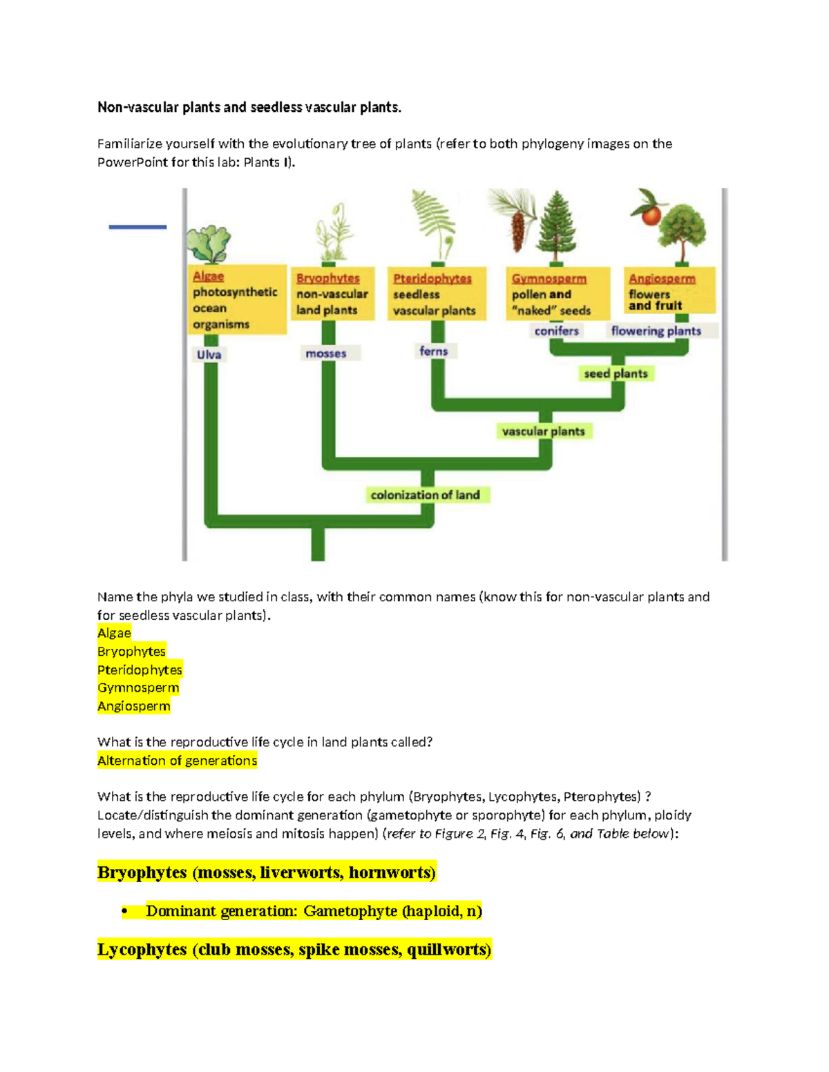 Non-Vascular & Seedless Vascular Plants Overview (Bio 101) - Studocu