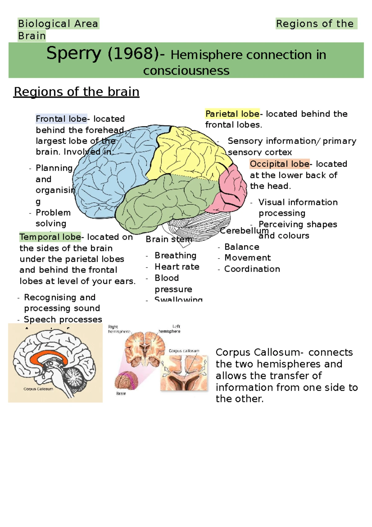 A- Level Psychology Biological Area Notes Maguire - Biological Area ...
