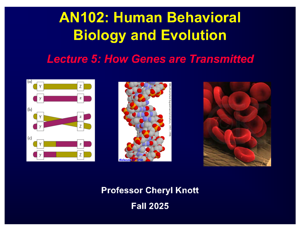 AN102: Human Behavioral Biology Lecture 5 Study Guide on Genes ...