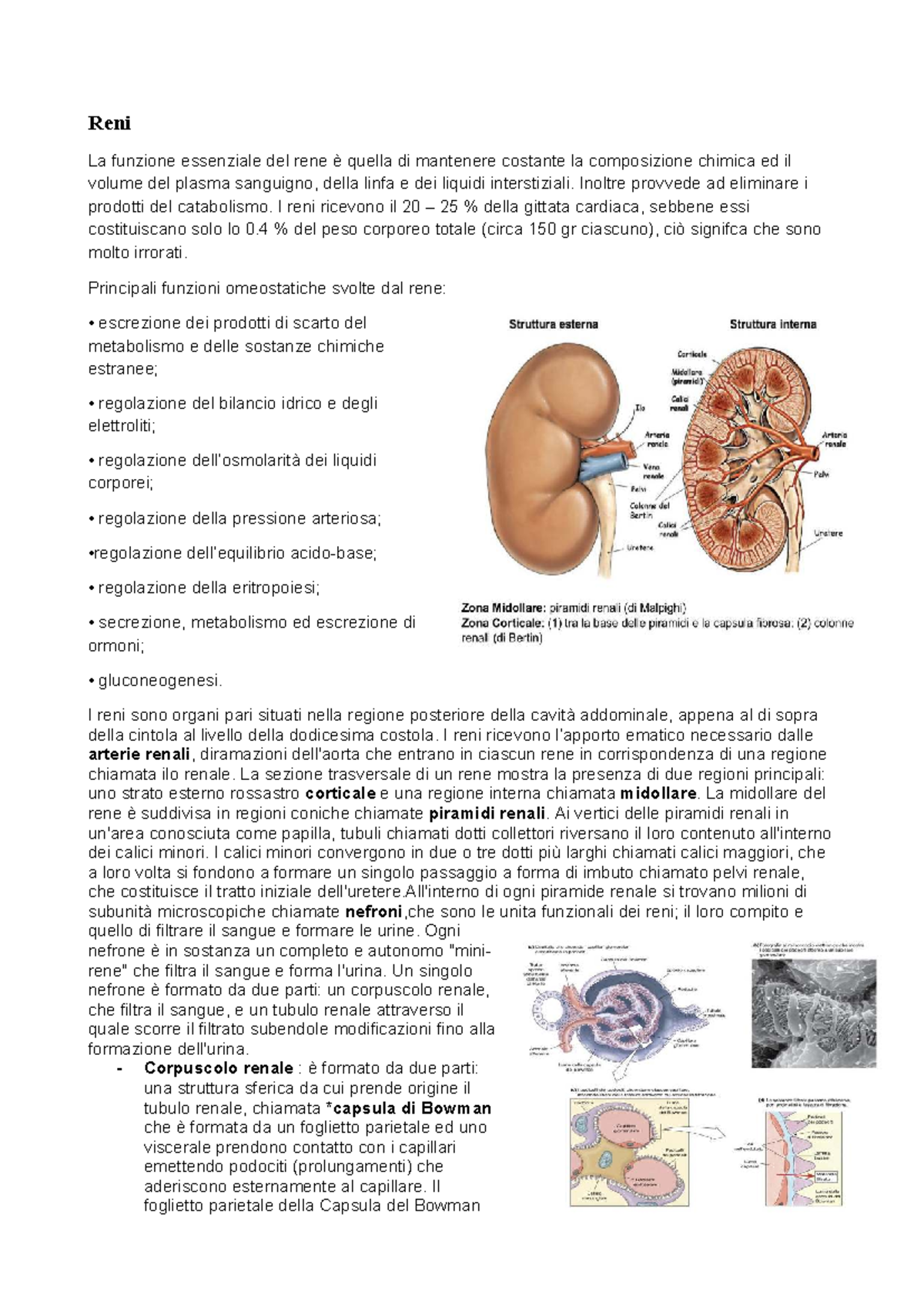 Reni - Anatomia e fisiologia dei reni - Reni La funzione essenziale del ...