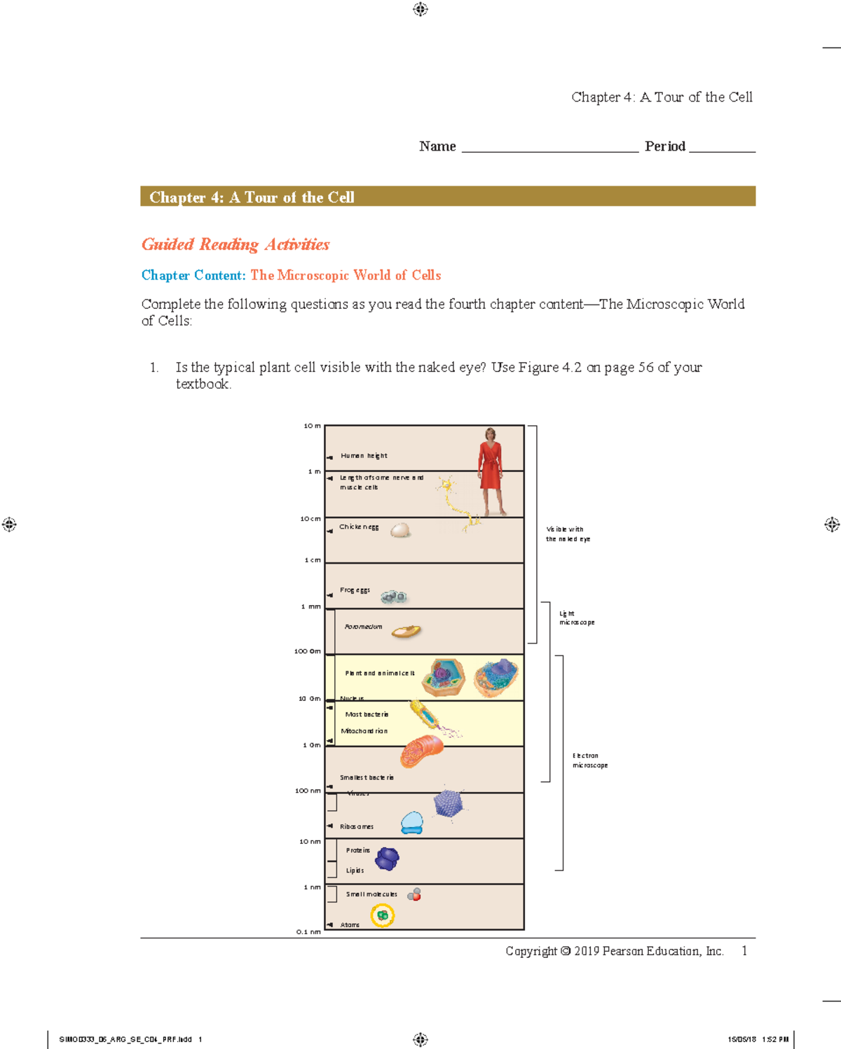 Active Reading Guide Activity 04 - Chapter 4: A Tour of the Cell ...
