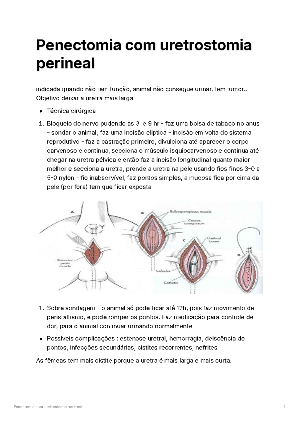 Penectomia com Uretrostomia Perineal: Técnica e Complicações - Studocu