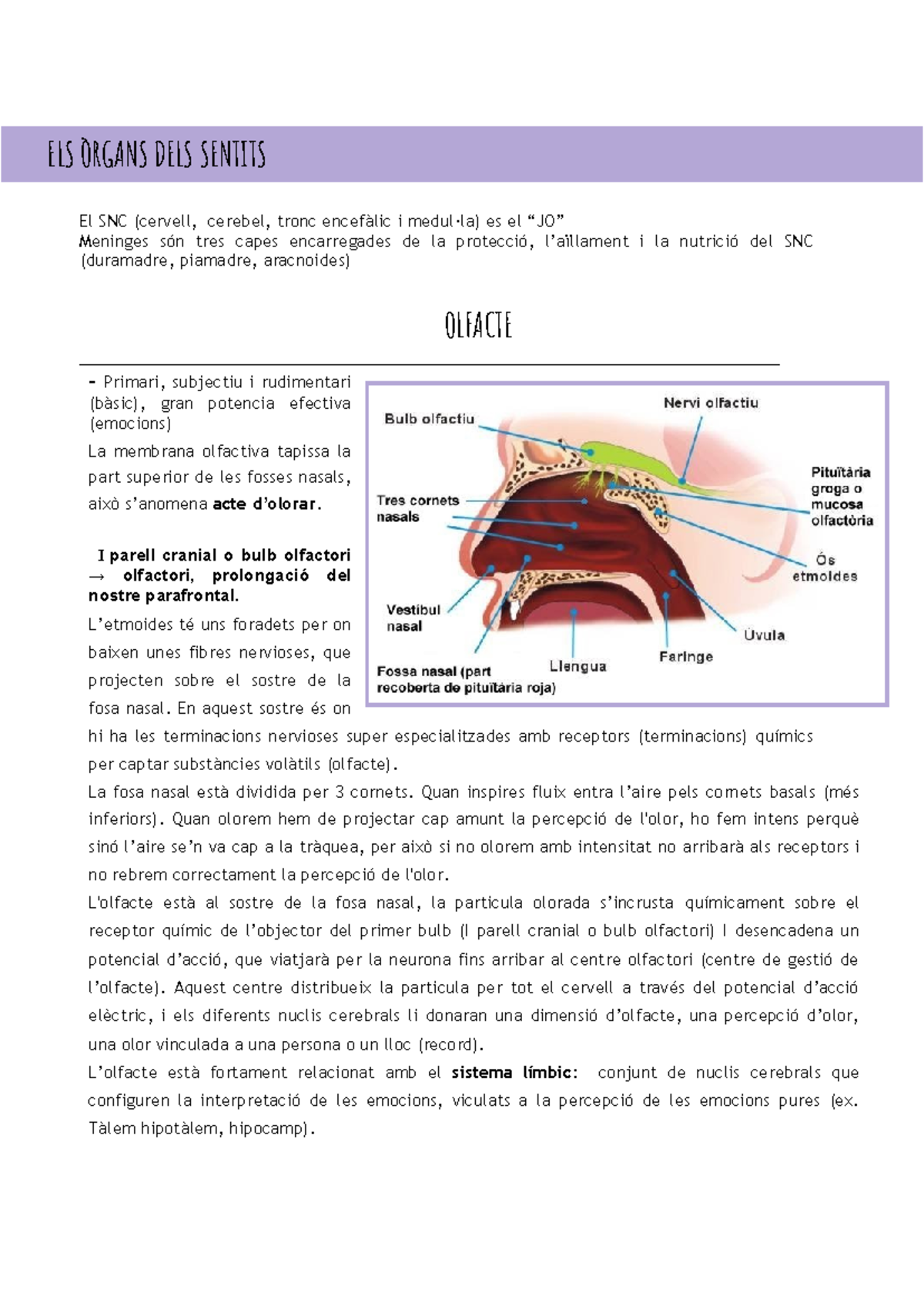 ELS ÒRGANS DELS SENTITS: Anatomia i Funció del SNC i els Sentits - Studocu