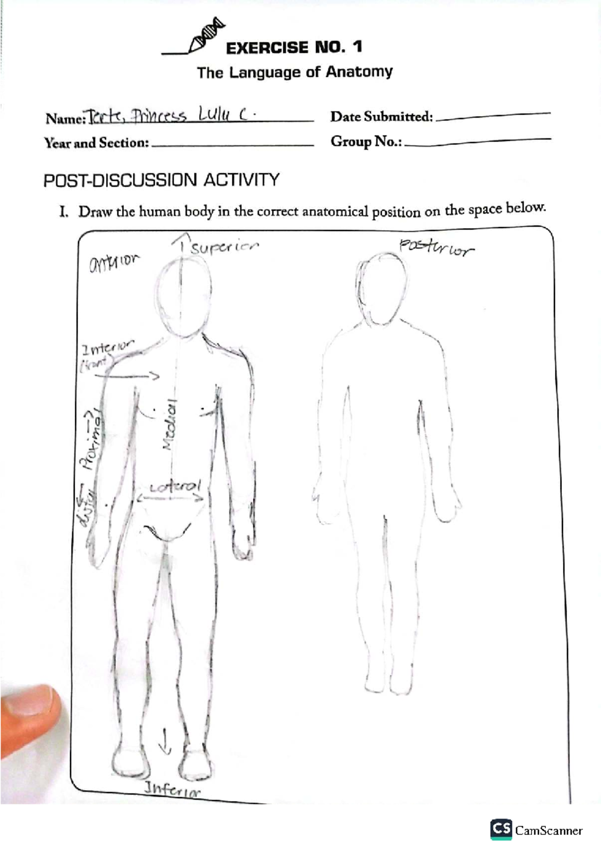 CS 101: Anatomy Lab Manual - Exercises on Human Body and Tissues - Studocu
