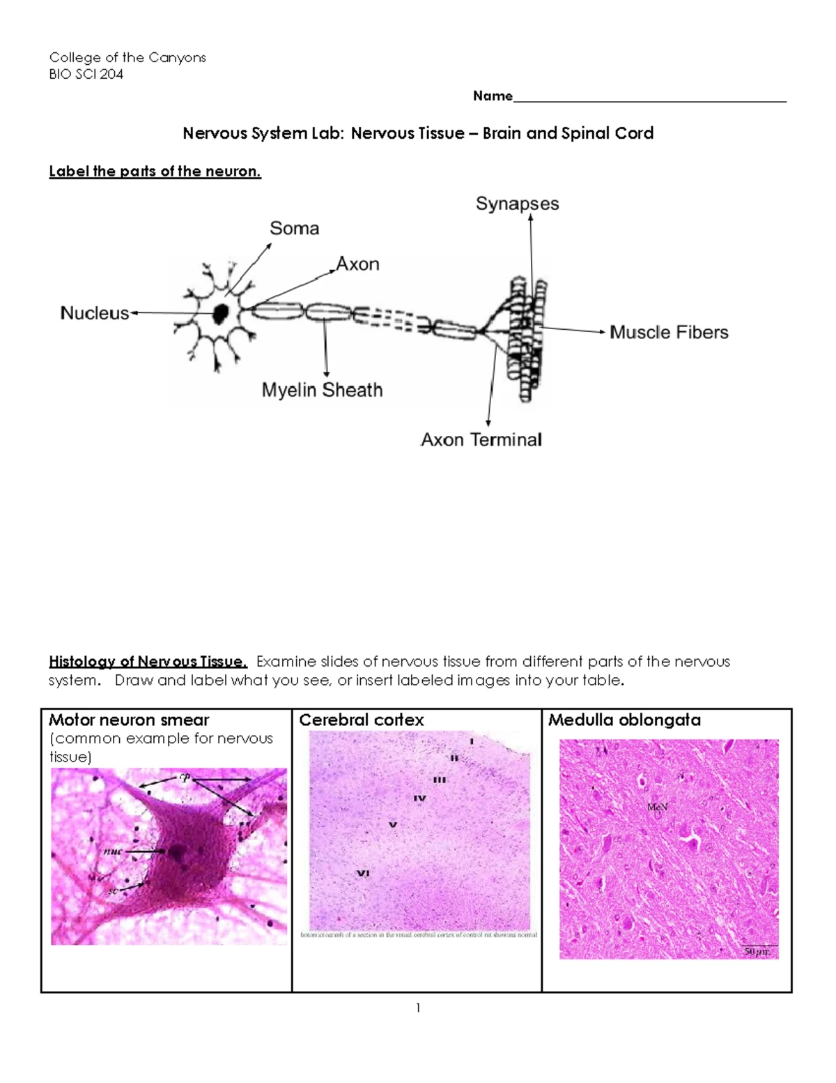 Nervous system worksheet - Nervous System Worksheet 1.) Label the ...