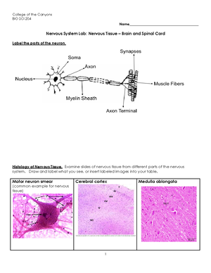 Nervous system worksheet - Nervous System Worksheet 1.) Label the ...