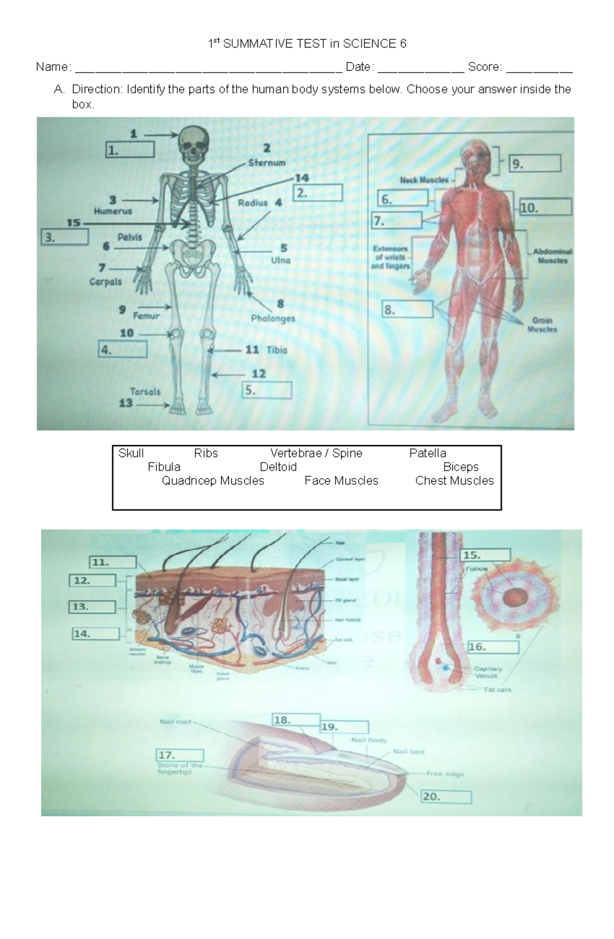 1st Summative Test in Science 6: Human Body Systems & Functions - Studocu