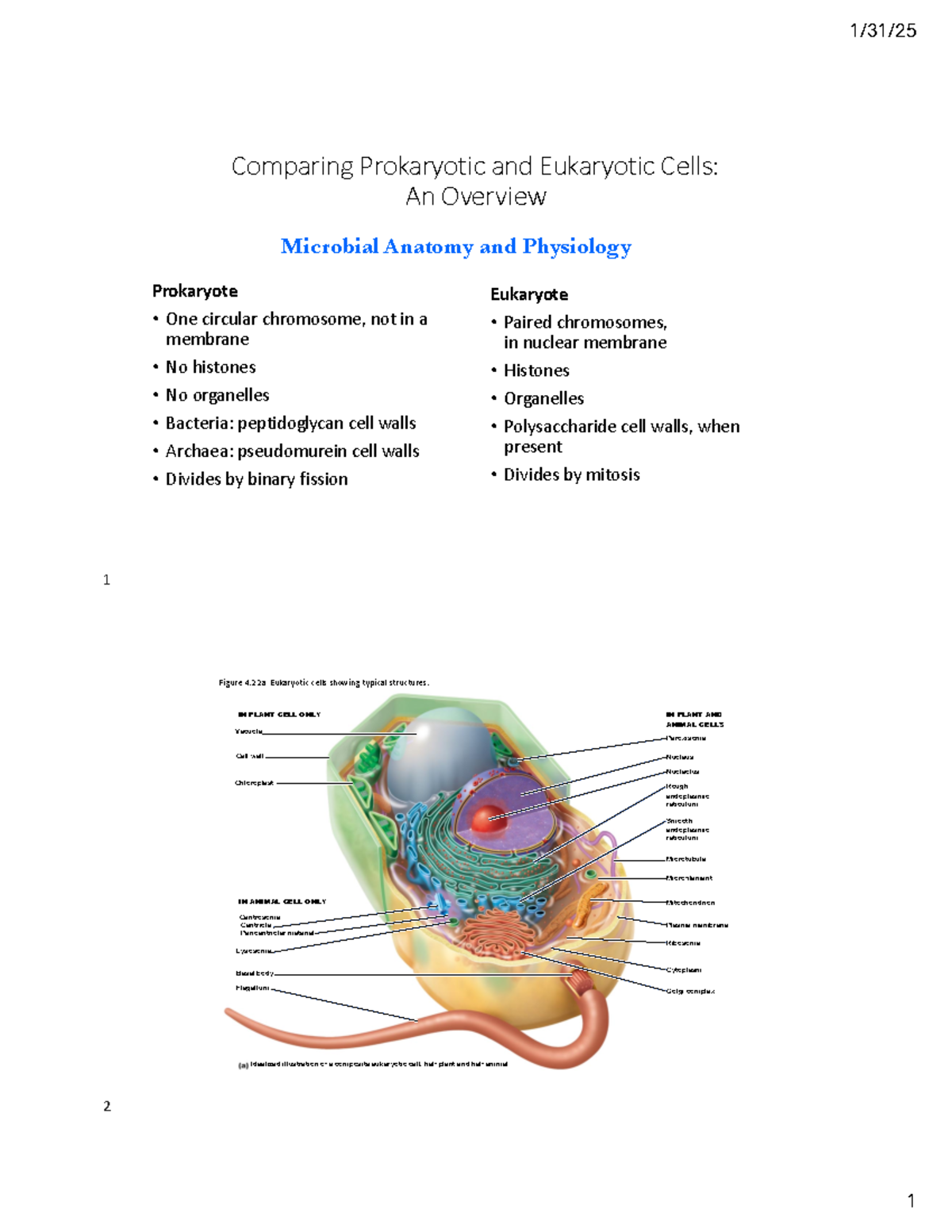 Comparative Study of Prokaryotic and Eukaryotic Cell Structures ...