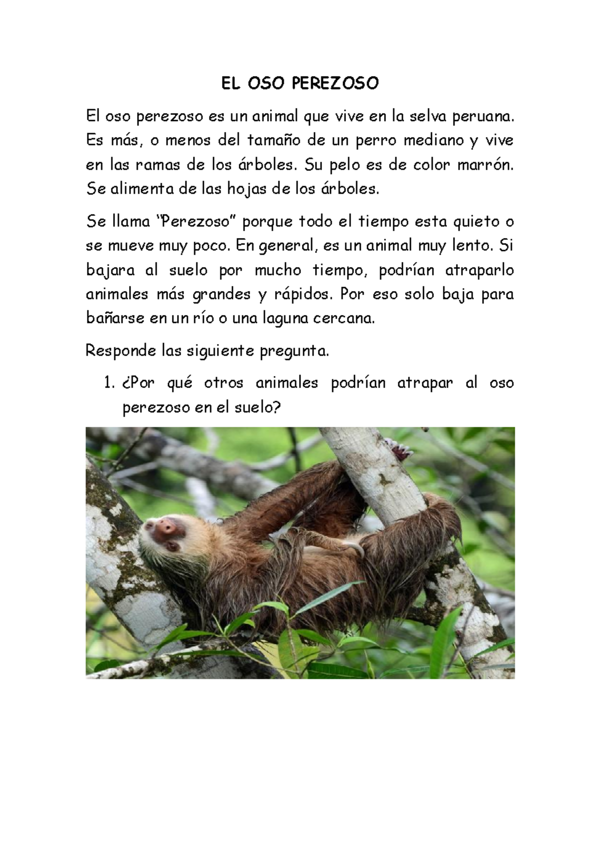 Lectura el oso perezoso - EL OSO PEREZOSO El oso perezoso es un animal ...