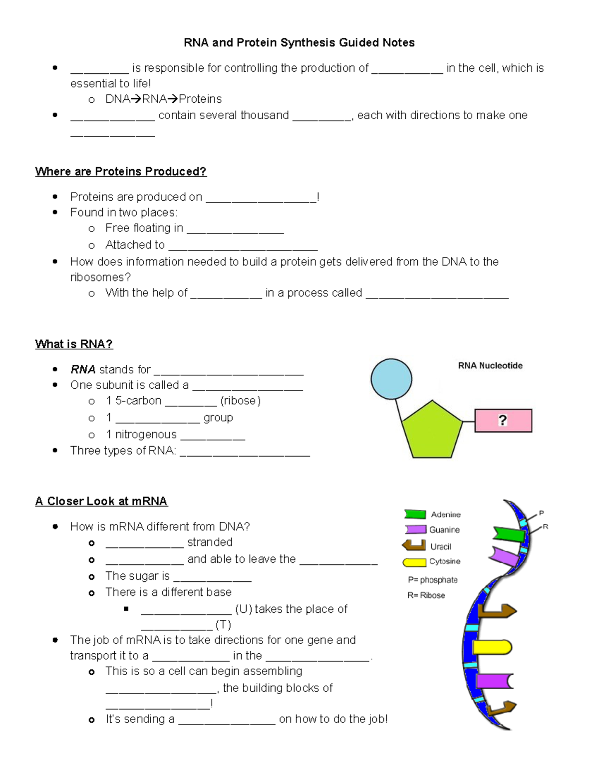 Rna and protein synthesis guided notes - RNA and Protein Synthesis ...