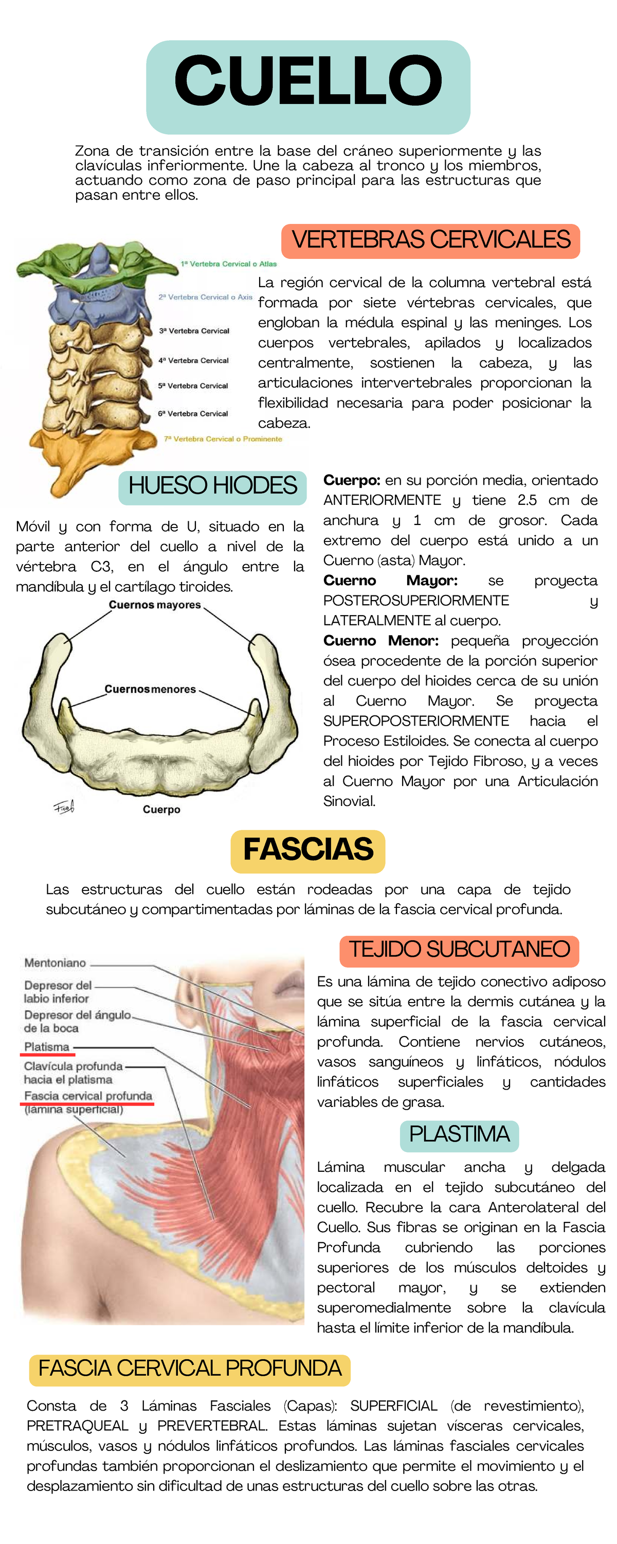 Anatomía De Las Estructuras Del Cuello Diagrama Anatómico Del Cuello