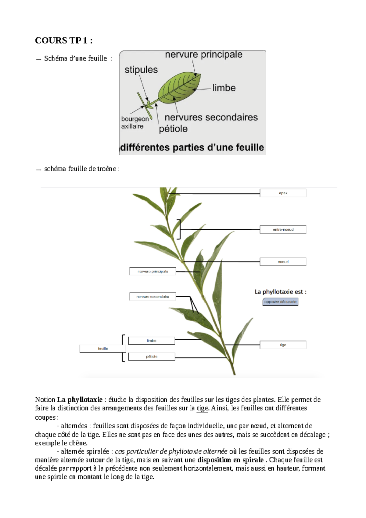 Récapitulatif TP 1 : Phyllotaxie et Structures de Feuille - Studocu