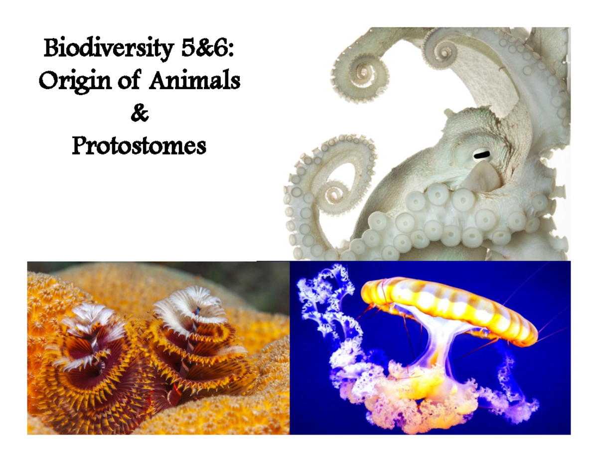 Biodiversity Overview: Origin of Animals and Protostomes - Studocu