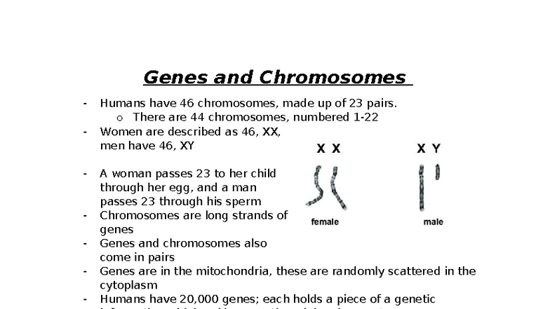 Genes and Chromosomes: Understanding Human Genetics and DNA - Studocu