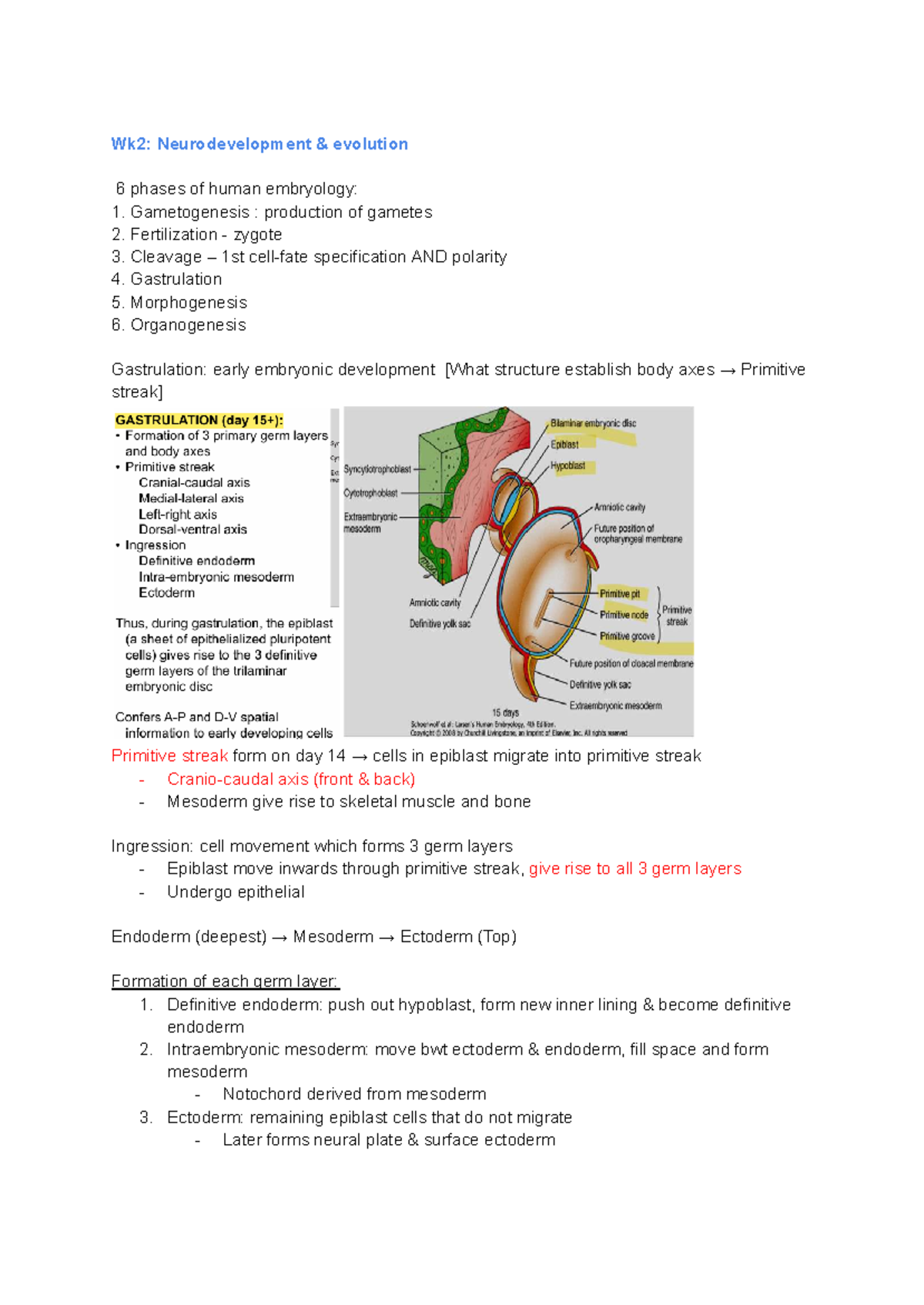 Neuroscience Wk2: Neurodevelopment and Embryology Phases Explained ...
