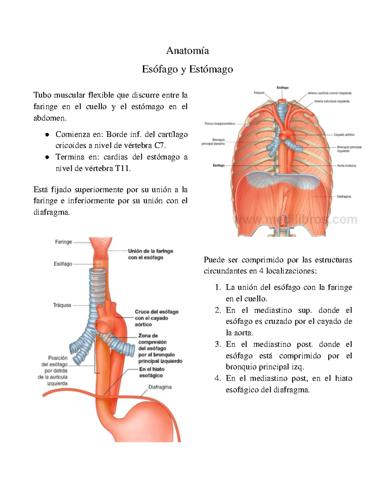 Anatomía Esófago y Estómago - Anatomía Esófago y Estómago Tubo muscular ...