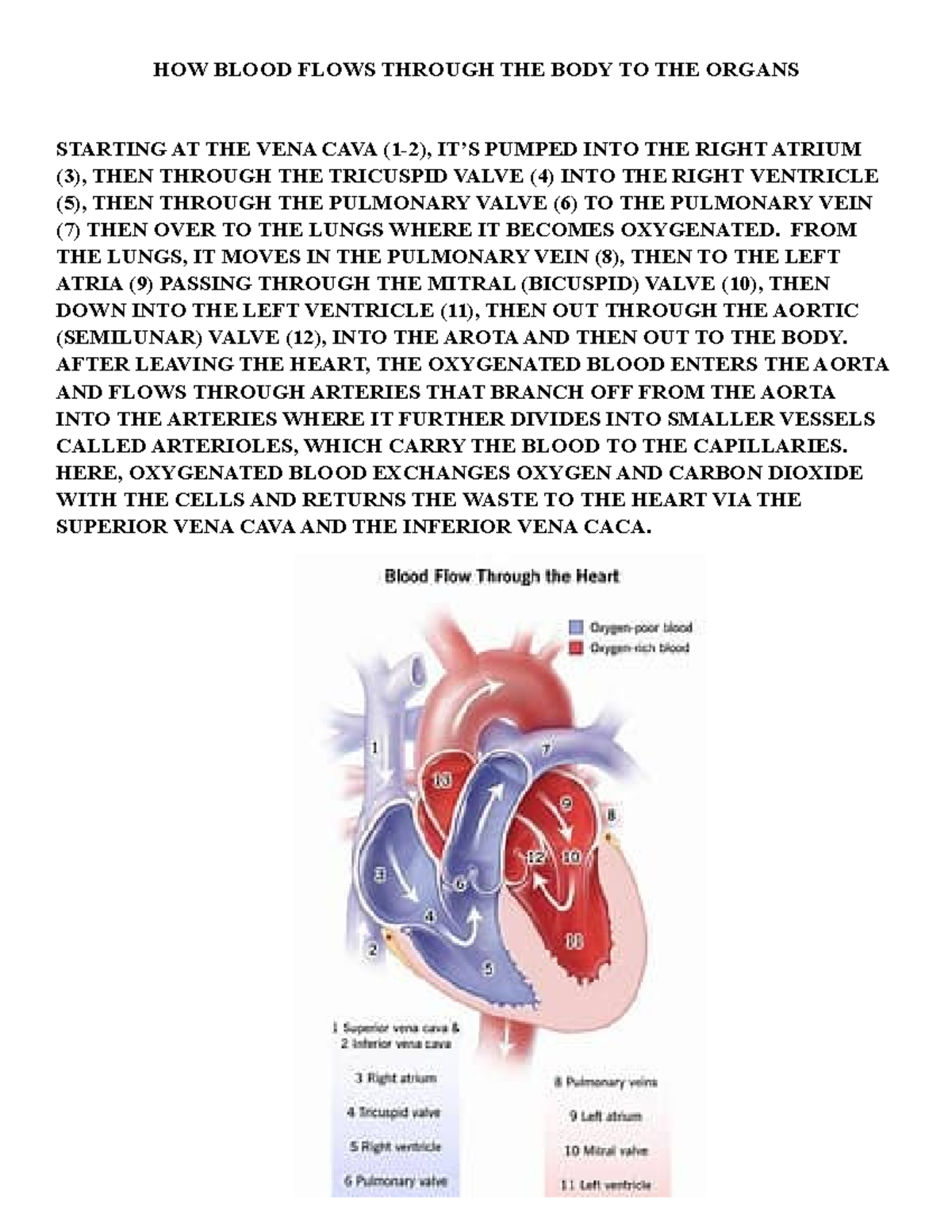 EMS 101: Blood Flow Through the Body - Key Concepts and Questions - Studocu