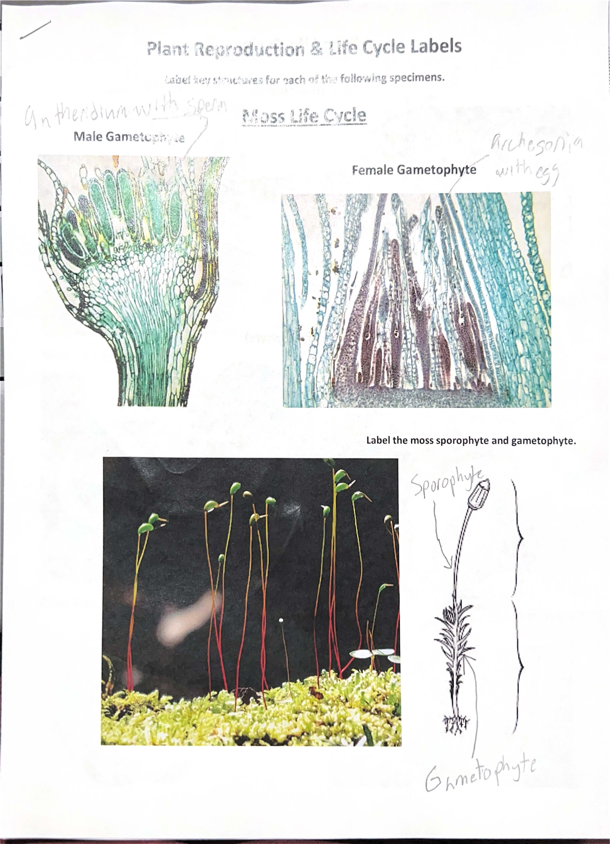 Plant Reproduction & Life Cycle Labels - an theridium with Sperm Moss ...