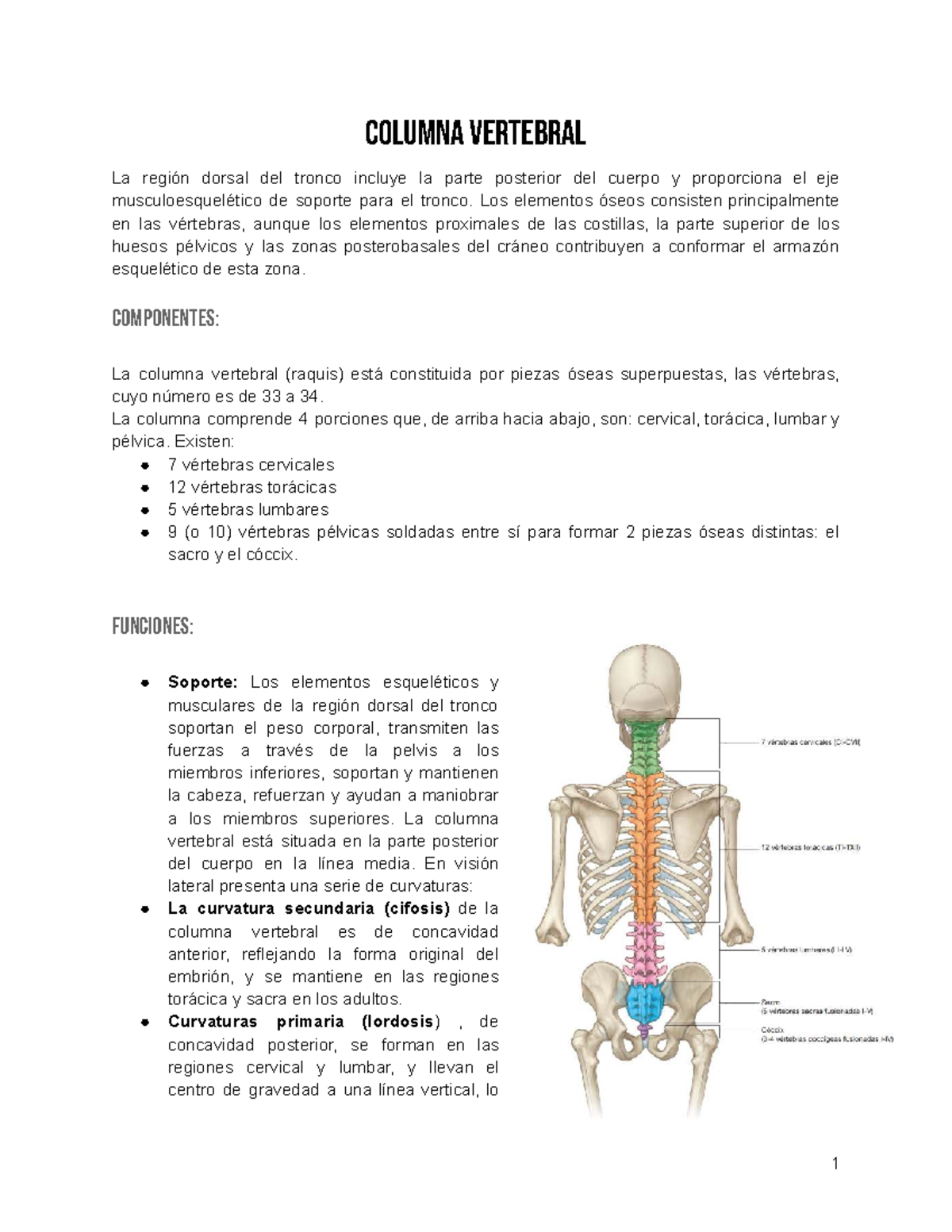 COLUMNA VERTEBRAL: Estructura y Funciones del Raquis - Studocu