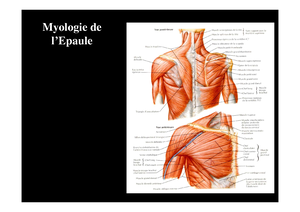 Tableau des muscles - synthèse - BIME-I-101 : les muscles Membre inf 1 ...