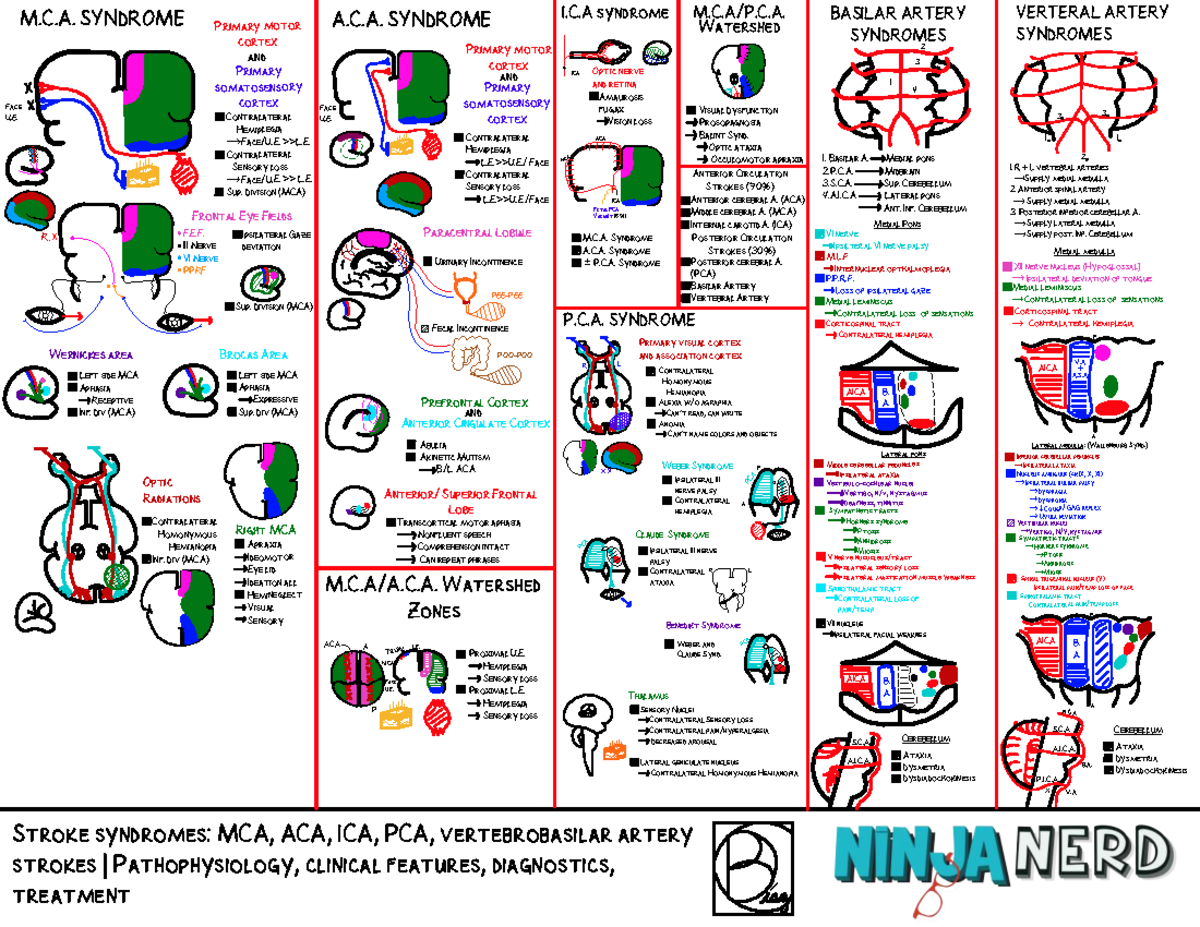 M.C.A. Stroke Syndromes: Pathophysiology & Clinical Features - Studocu