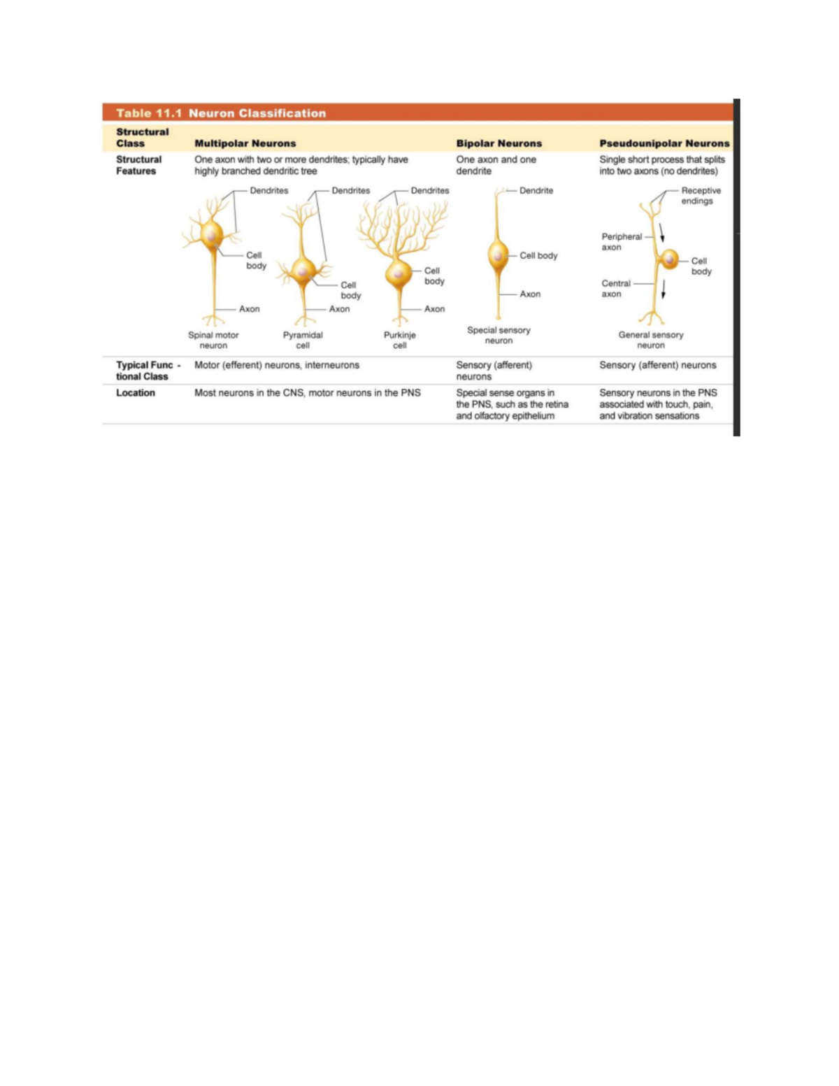 Lab 11 neuron classification and structural features - Studocu