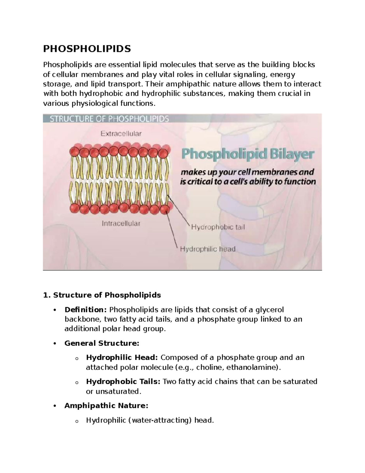 Phospholipids, Steroids & Lipoproteins: Key Concepts in Biology (Bio ...