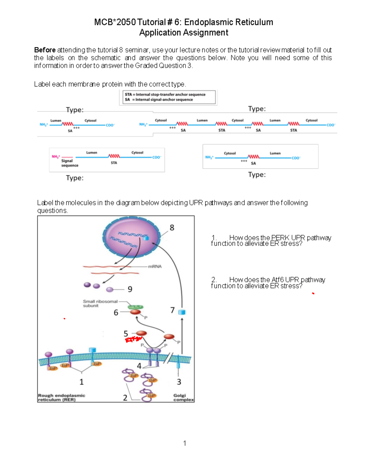 Tutorial 6 Seminar Assignment - PDF - 1 MCB*2050 Tutorial # 6 ...