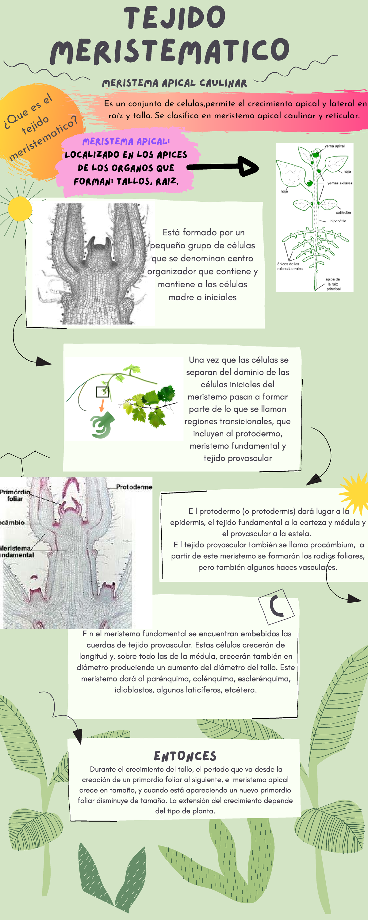 Tejido Meristemático
