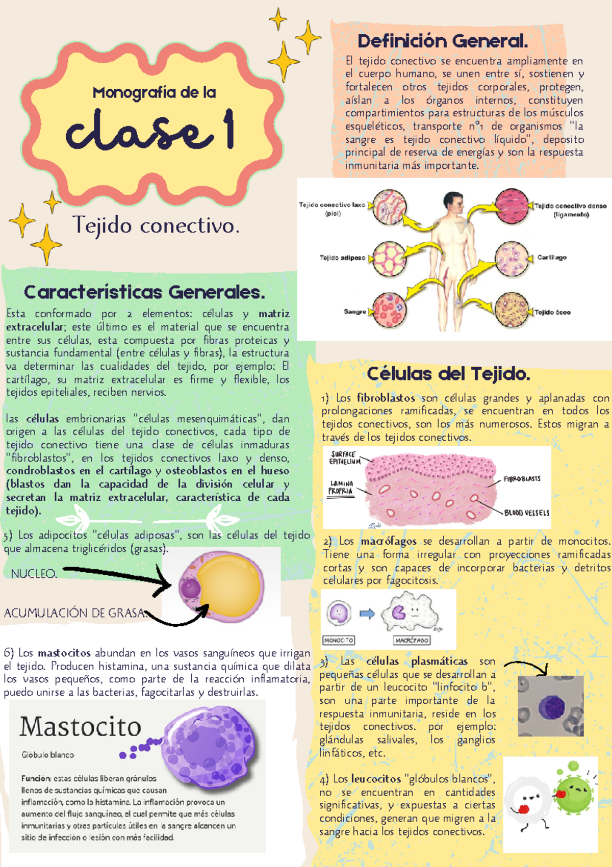 Apuntes de bases - Los fibroblastos son células grandes y aplanadas con ...