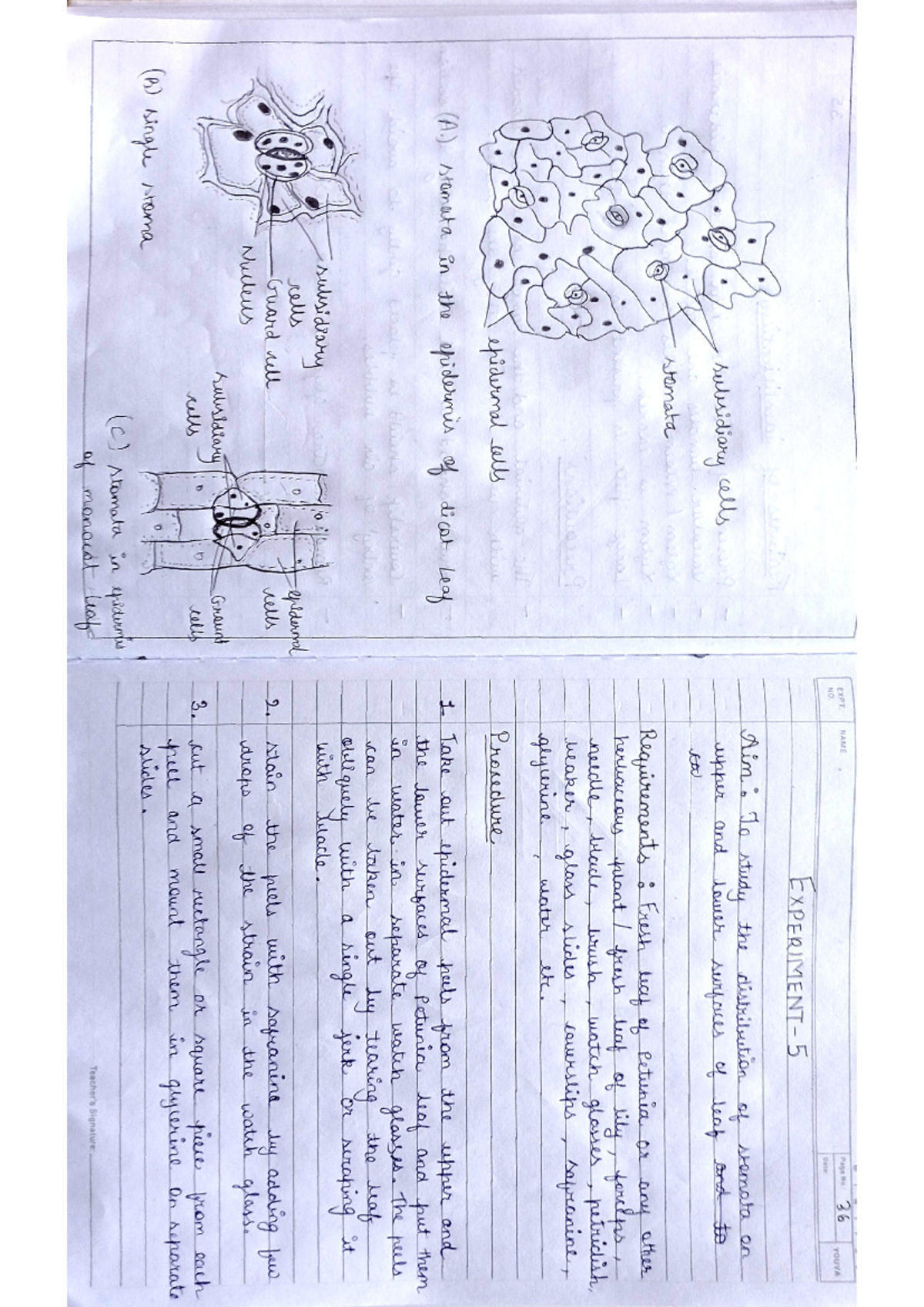 Experiment 5: Stomatal Distribution on Leaf Surfaces - Study Findings ...