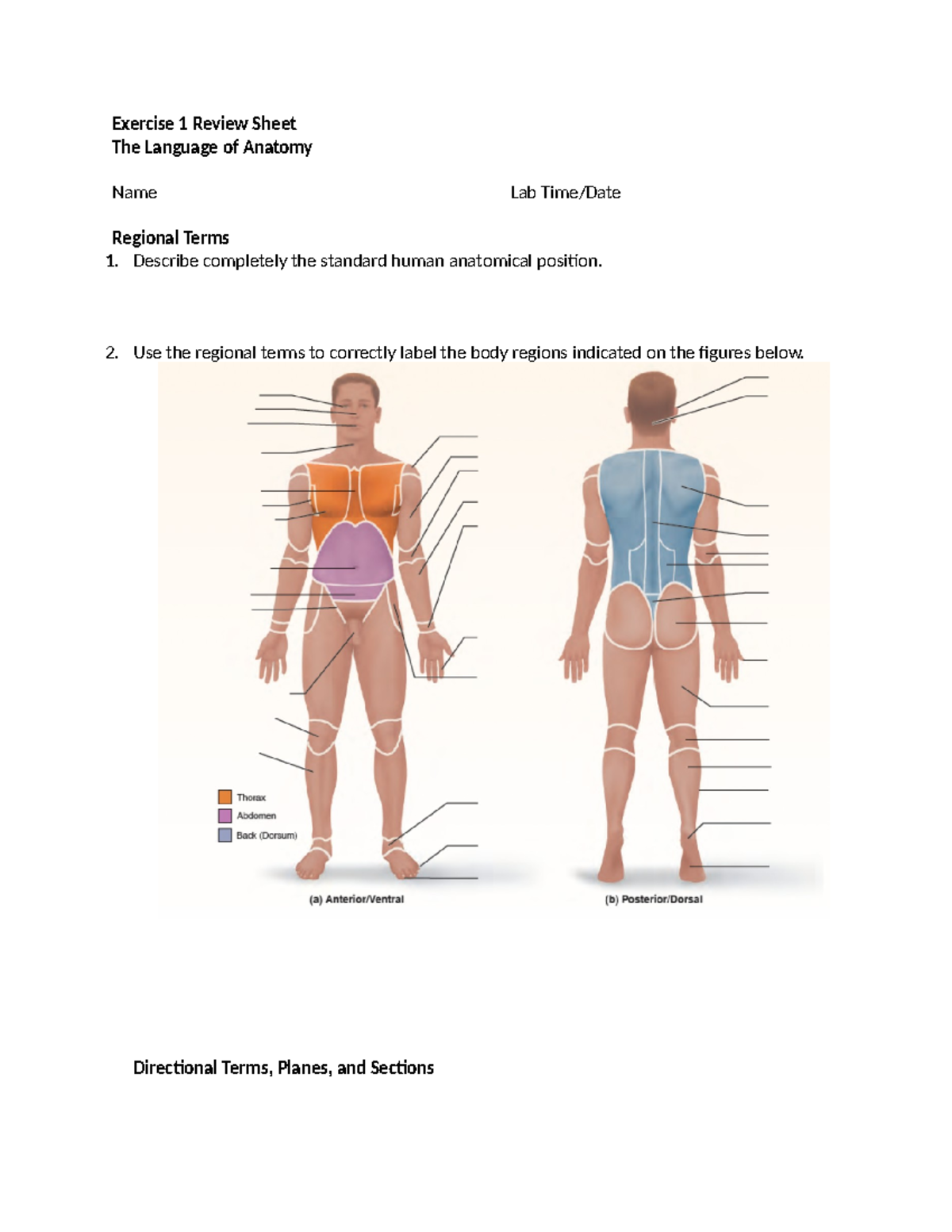 Anatomy 101 - Exercise 1 Review Sheet on Directional and Regional Terms ...
