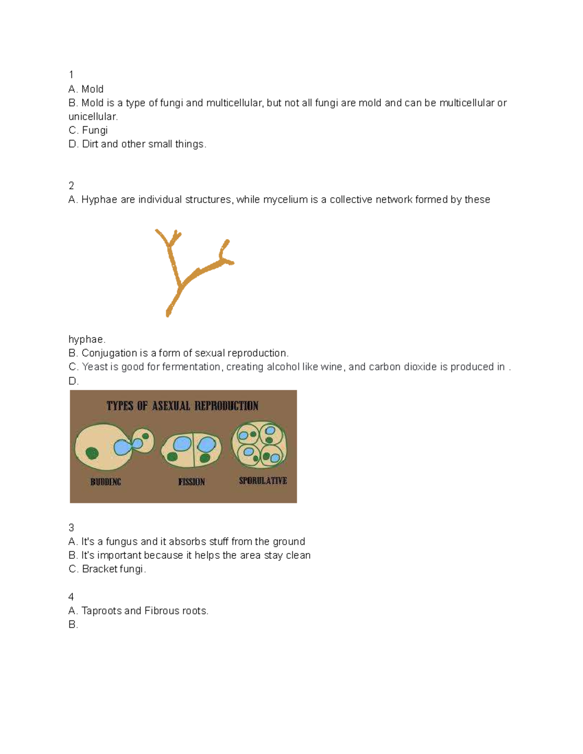 Plant and Fungi Lab Notes - EQDRW - Studocu