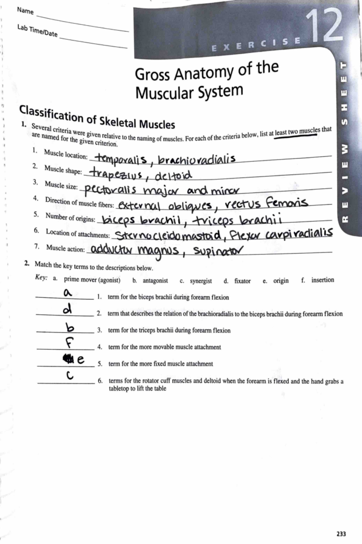 Lab Ex 12 - Gross Anatomy of the Muscular System - Study Guide - Studocu