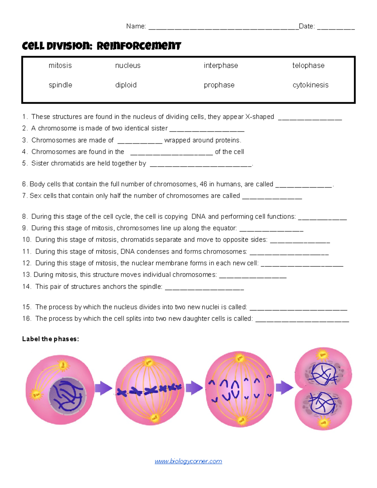 Cell Division: Mitosis Reinforcement Notes (Biology 101) - Studocu